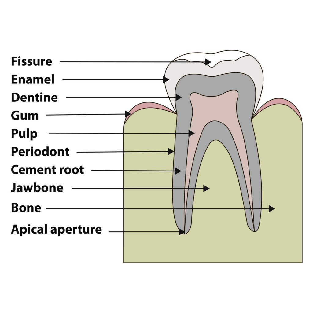Learn About Pulp Diseases
