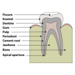 Learn About Pulp Diseases
